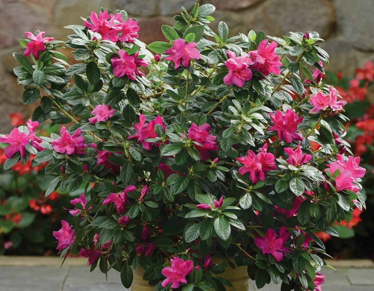 Encore Azaleas: Growing Them in Georgia - Oasis Landscapes