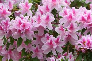Encore Azaleas: Growing Them in Georgia - Oasis Landscapes
