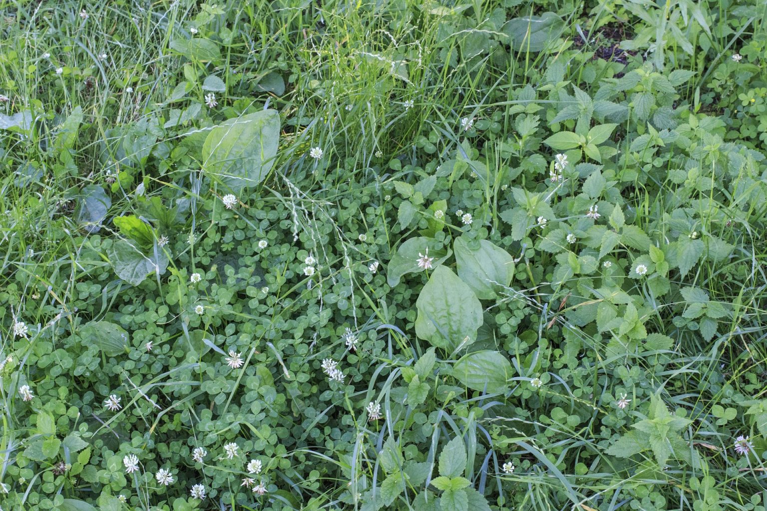 10 Common Weeds in Georgia - Oasis Landscapes & Irrigation