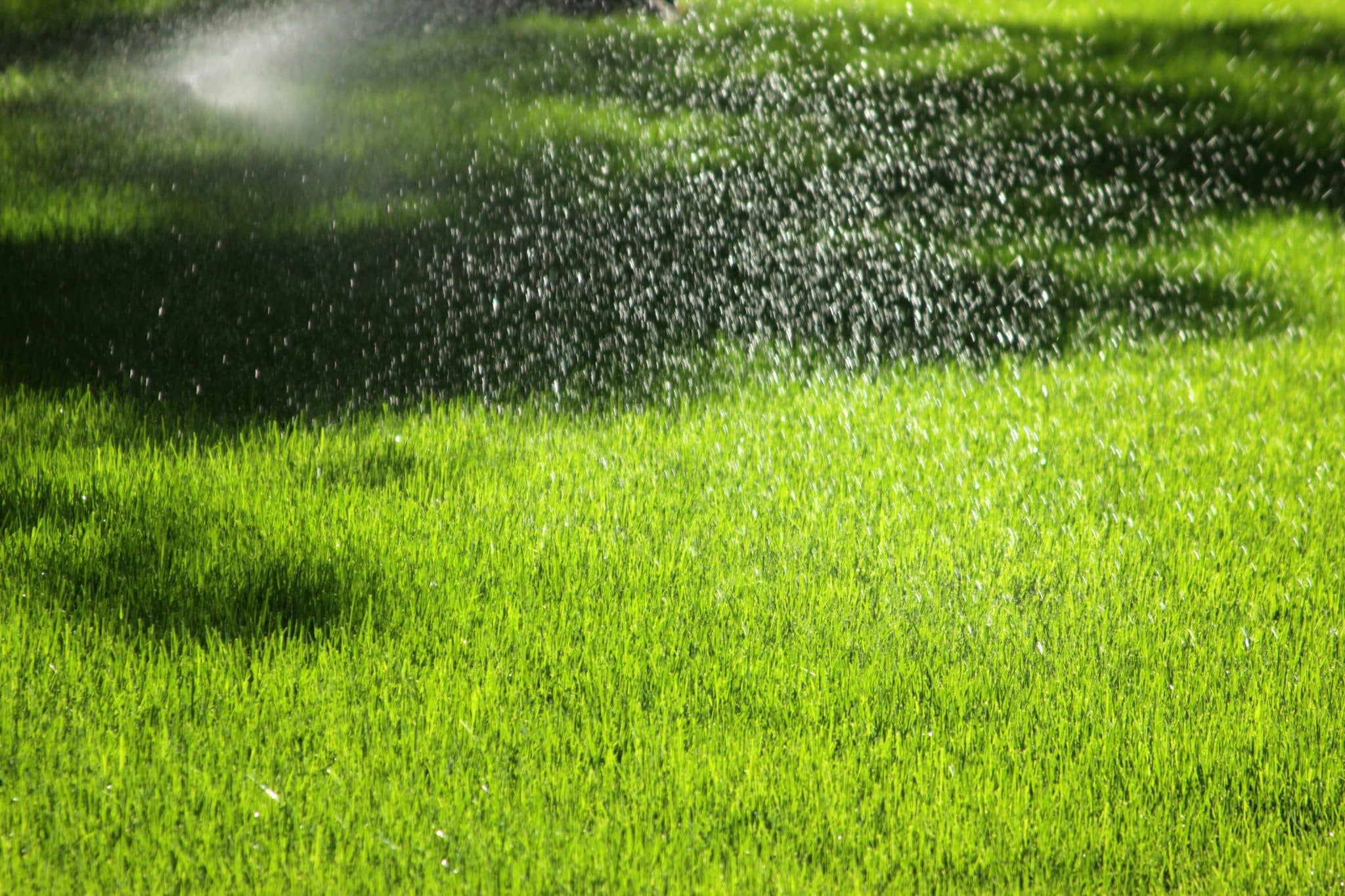 Warm-Season vs. Cool-Season Grasses - Oasis Landscapes & Irrigation