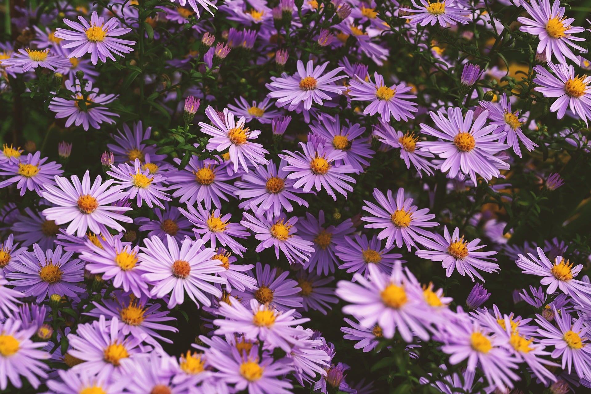 Fall Flowers to Plant for Seasonal Color - Oasis Landscapes & Irrigation