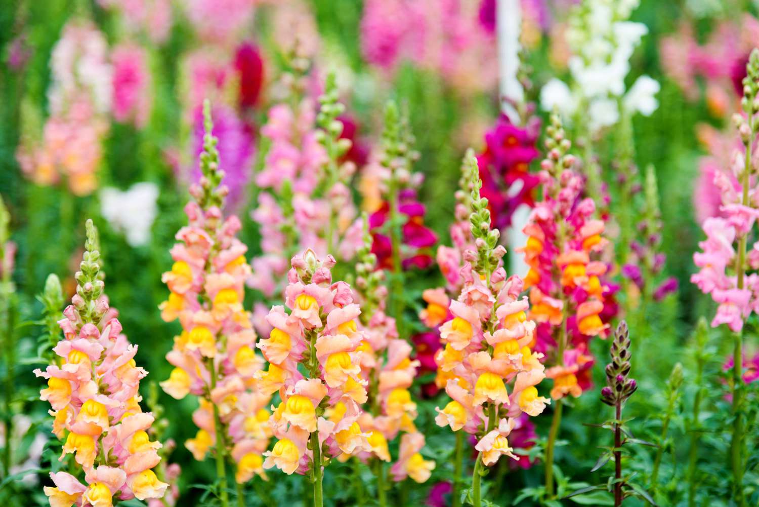 Fall Flowers to Plant for Seasonal Color - Oasis Landscapes & Irrigation