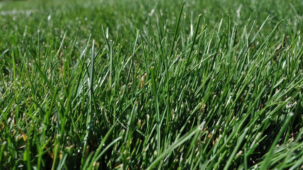 Warm-Season vs. Cool-Season Grasses - Oasis Landscapes & Irrigation