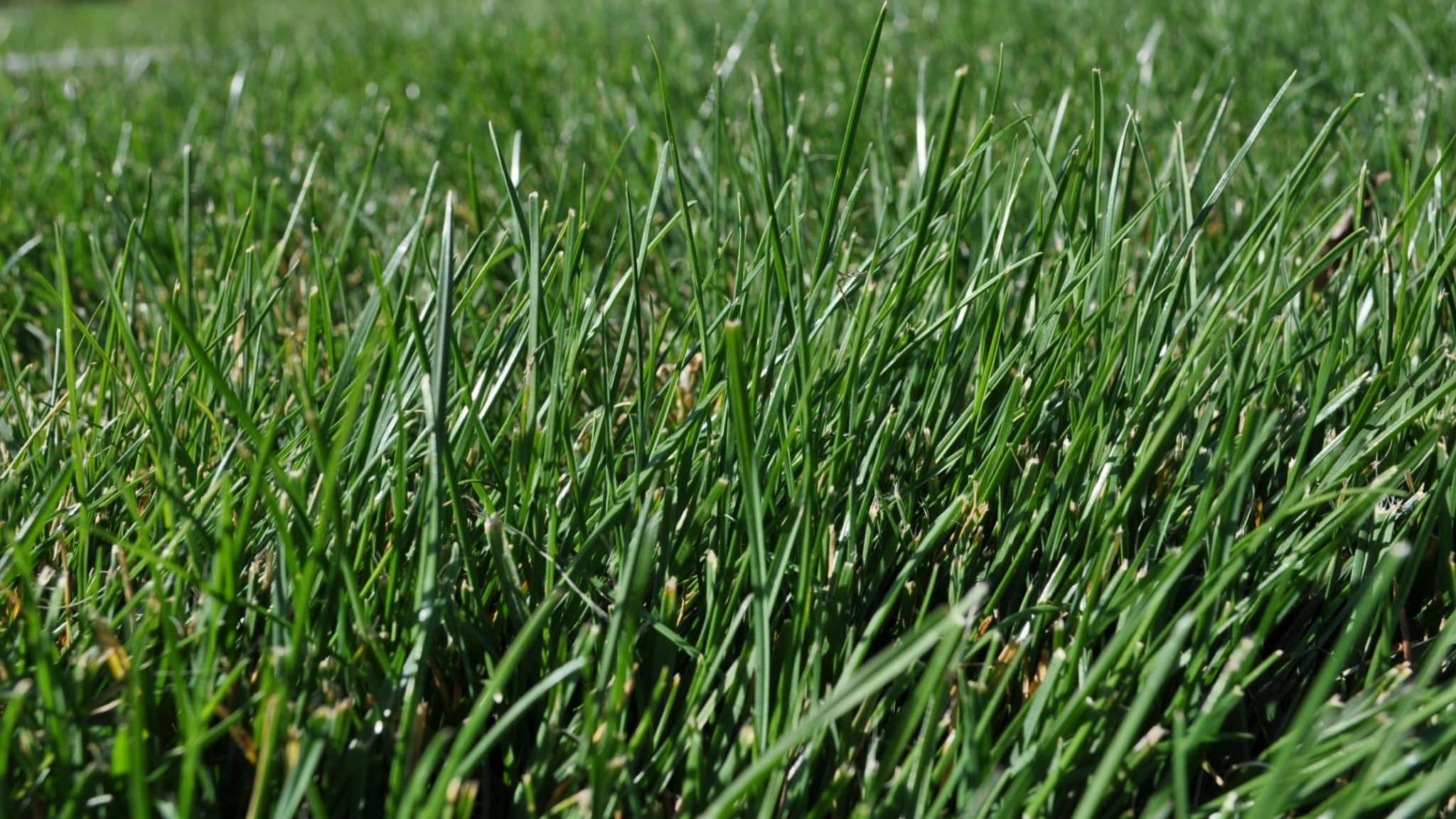 Warm-Season vs. Cool-Season Grasses - Oasis Landscapes & Irrigation